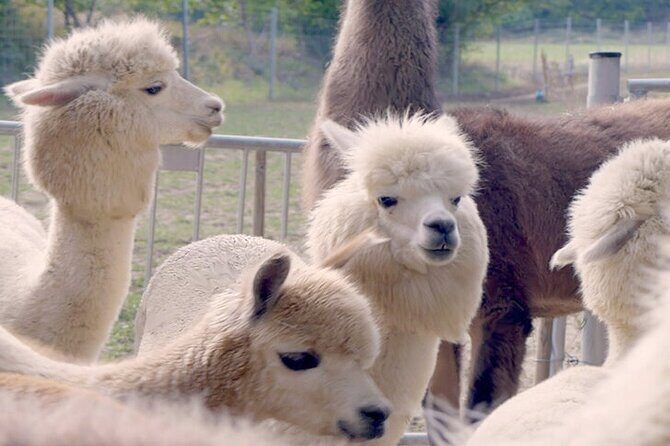 Alpaca and llama hike Moedling near Vienna - Key Points
