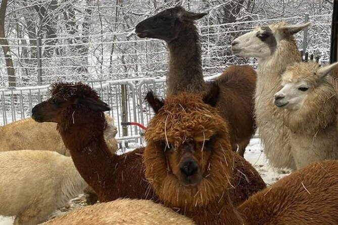 Alpaca and llama hike Moedling near Vienna - Practical Tips for Booking and Enjoying Your Hike