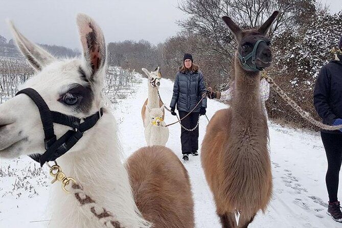 Alpaca and llama hike Moedling near Vienna - Final Thoughts