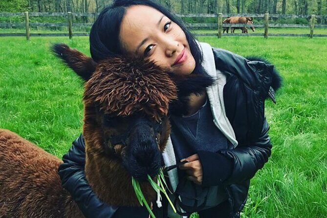 Alpaca and Llama Trek in Pleasant Valley - What the Tour Entails: A Step-by-Step Breakdown