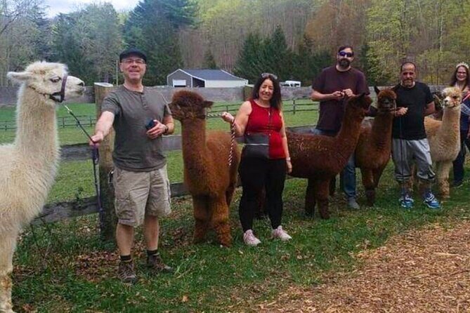 Alpaca and Llama Trek in Pleasant Valley - The Farm and Its Setting: A Picturesque Escape