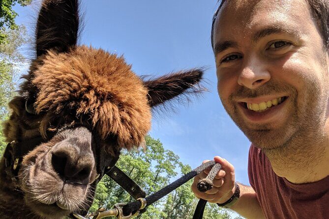 Alpaca and Llama Trek in Pleasant Valley - Who Will Love This Tour?