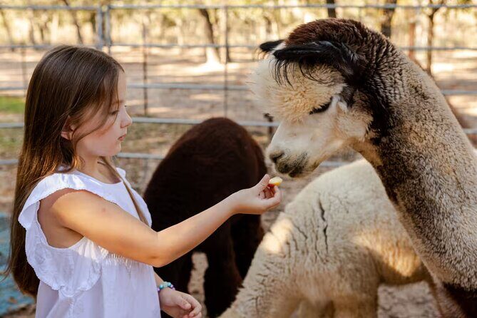 Alpaca Experience Tour - An In-Depth Look at the Alpaca Experience Tour