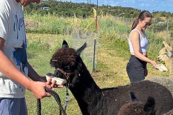 Alpaca Farm Experience on the Road to Hana - Practical Details & Tips
