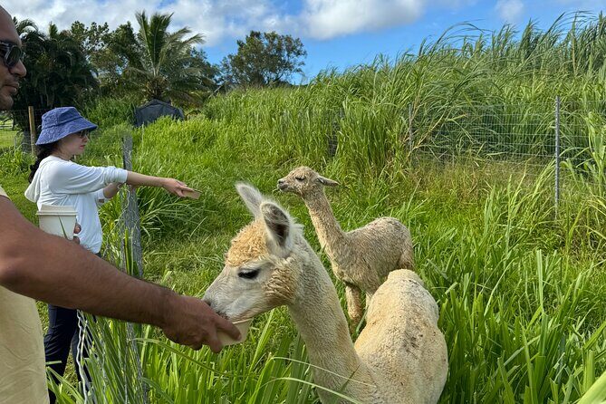 Alpaca Farm Experience on the Road to Hana - Who Should Consider This Tour?