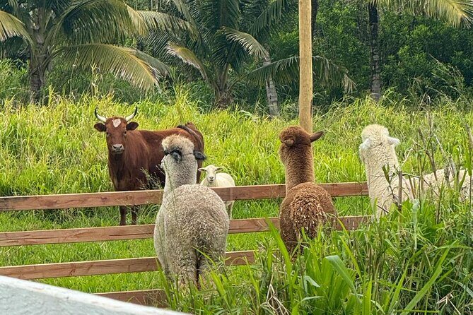 Alpaca Farm Experience on the Road to Hana - The Sum Up