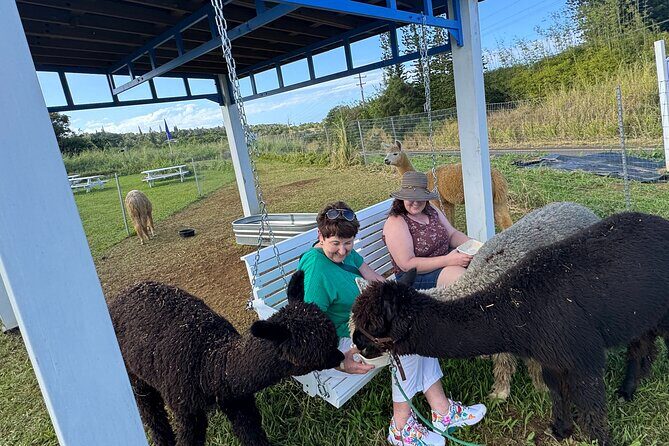 Alpaca Farm Experience on the Road to Hana - FAQ