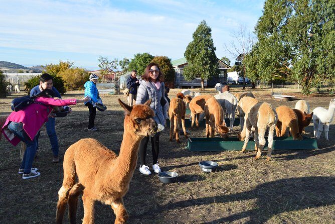 Alpaca Farm Tours with Toffeemont - The Itinerary in Detail