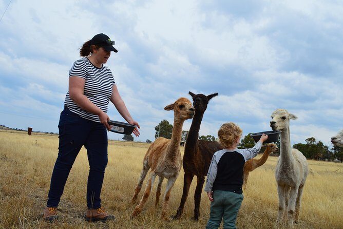 Alpaca Farm Tours with Toffeemont - The Authentic Charm: Why This Tour Stands Out