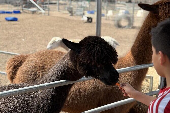 Alpaca Feeding with Wildlife and Nature Park Visit Private Tour - Key Points