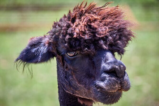 Alpaca Interaction and Wine Tasting - Introduction: An Unusual Pairing in Fredericksburg