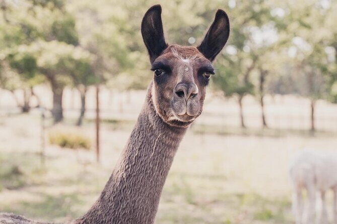 Alpaca Interaction and Wine Tasting - Key Points