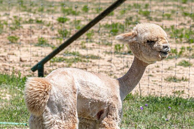Alpaca Interaction and Wine Tasting - What You’ll Actually Do
