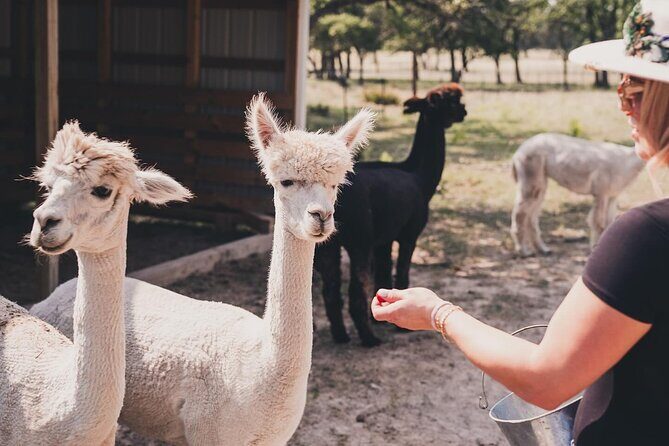 Alpaca Interaction and Wine Tasting - Authenticity and Value
