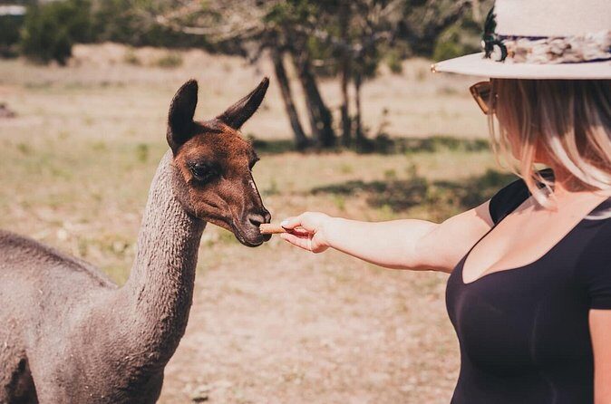 Alpaca Interaction and Wine Tasting - Who Will Love This Tour?