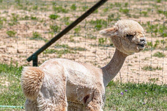 Alpaca Interaction and Wine Tasting - FAQs