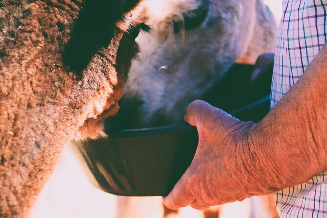 Alpaca Meet and Greet Experience in Peterborough - The Experience in Detail