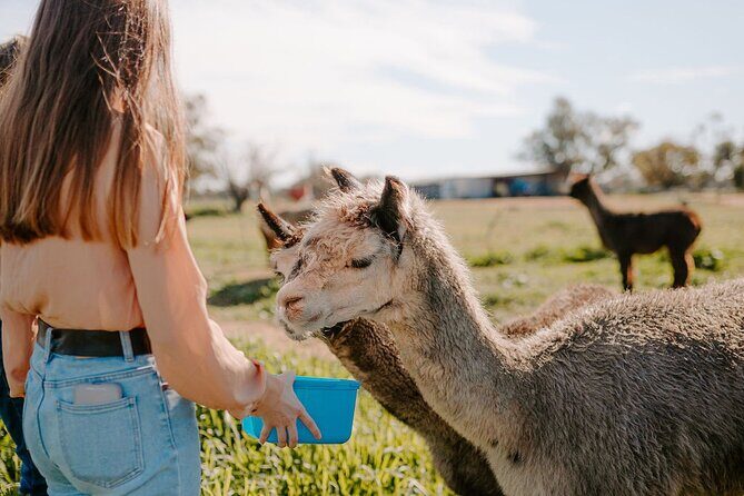 Alpaca Meet and Greet Experience in Peterborough - Who Will Appreciate This Tour?