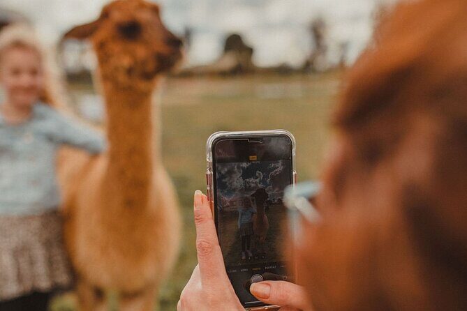 Alpaca Meet and Greet Experience in Peterborough - FAQ