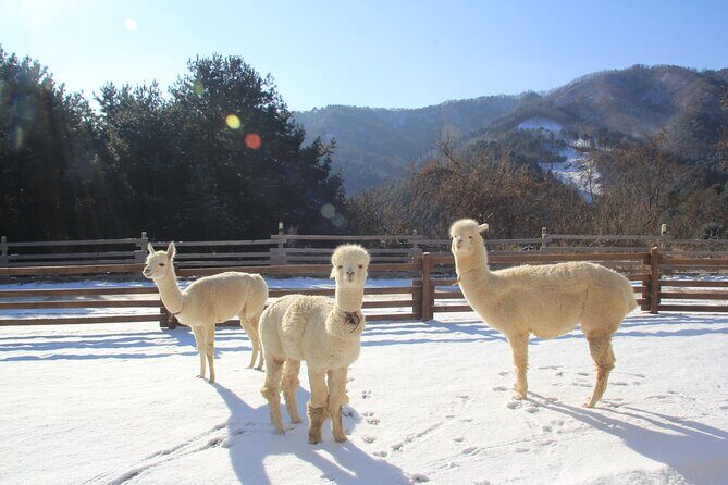 Alpaca, Nami, Eobi with Rail Bike or Strawberry - Detailed Review of the Tour Experience