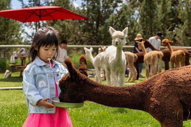 Alpaca Picnic Experience in Oregon - How This Tour is a Great Value