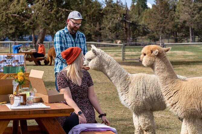 Alpaca Picnic Experience in Oregon - When and How to Book