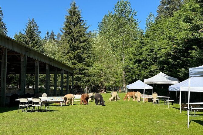 Alpaca Picnic - Immersive Animal Encounter - Seattle Experience - A Unique Farm Experience: What to Expect