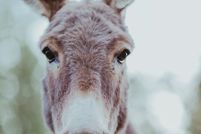 Alpaca Picnic - Immersive Animal Encounter - Seattle Experience - Practical Details and Price-Value Analysis