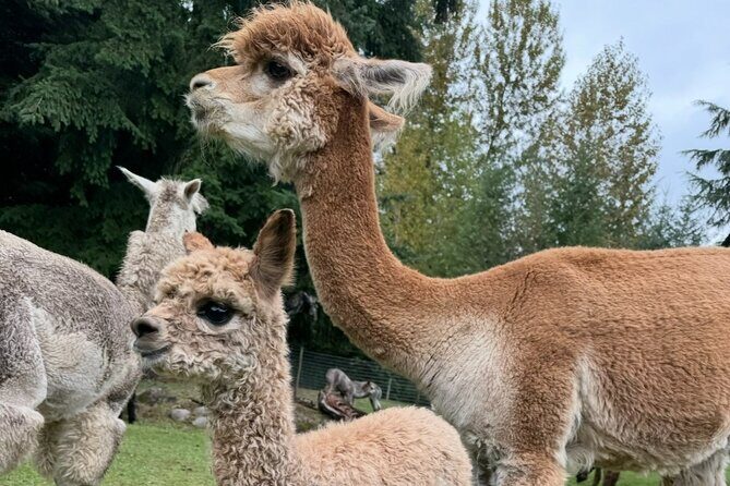 Alpaca Picnic - Immersive Animal Encounter - Seattle Experience - The Sum Up