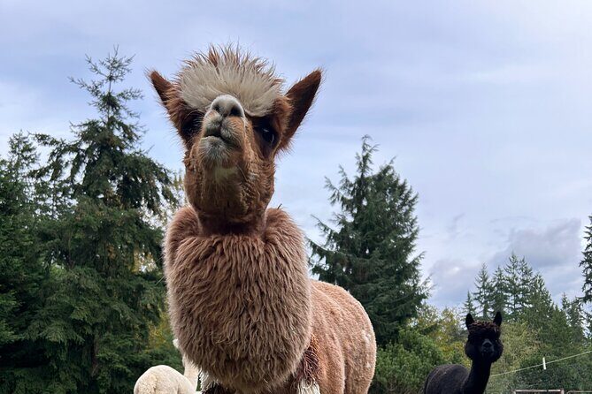Alpaca Picnic - Immersive Animal Encounter - Seattle Experience - FAQ
