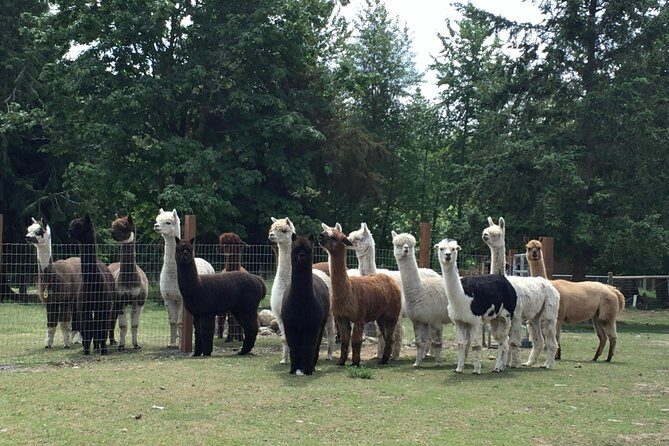 Alpaca Ranch and Fiber Processing Mill Tour - An In-Depth Look at the Tour Experience