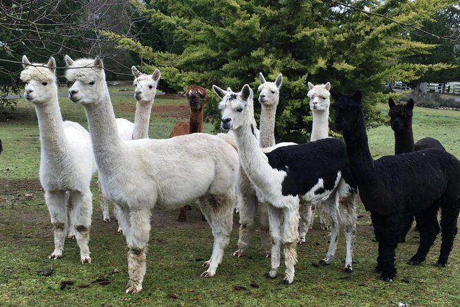 Alpaca Ranch and Fiber Processing Mill Tour - How It Stacks Up
