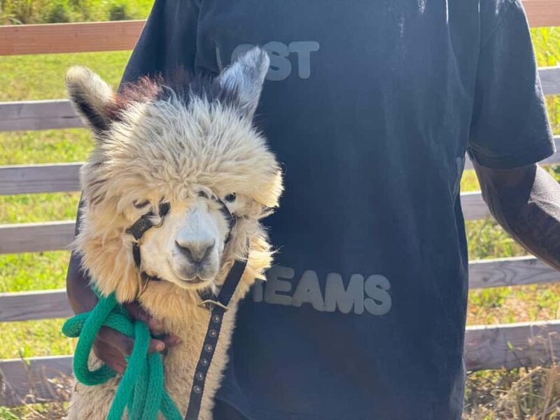 Alpaca Tour on the Road to Hana - Who Should Consider This Tour?