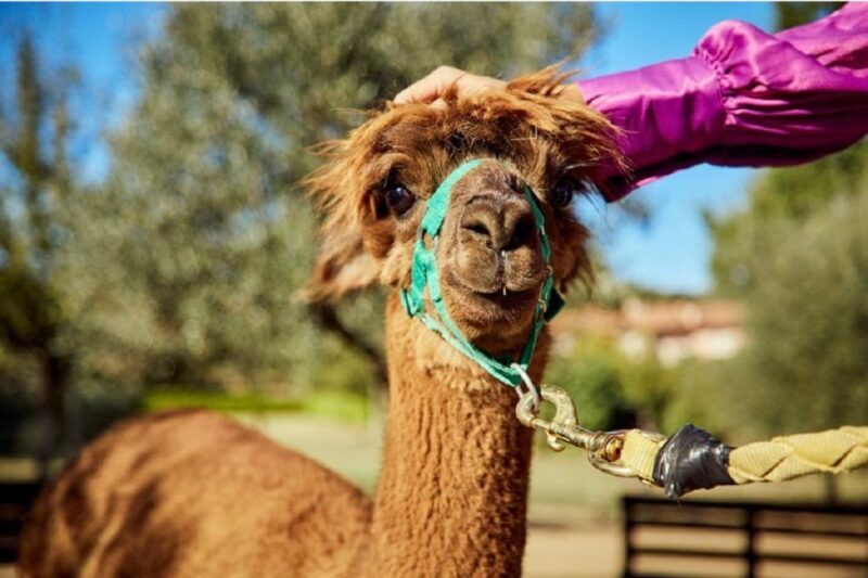 Alpaca Trek in Valdichiana Senese - Key Points