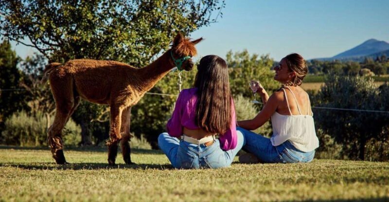 Alpaca Trek in Valdichiana Senese - Introduction: A Different Way to Experience Tuscany