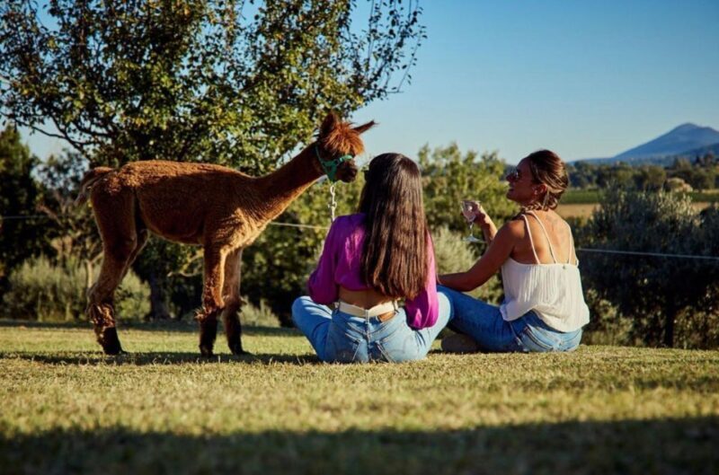 Alpaca Trek in Valdichiana Senese - The Value of the Experience