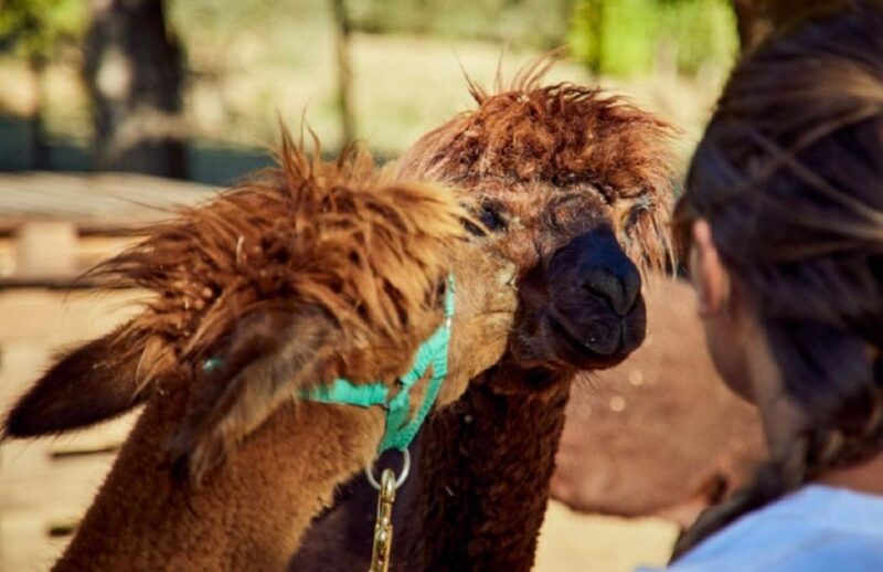 Alpaca Trek in Valdichiana Senese - Final Thoughts: Who Should Consider This Tour?