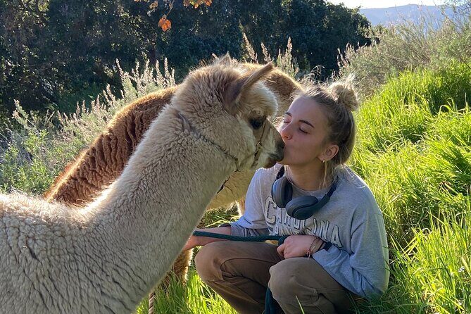 Alpaca Walking Adventure in Scenic Carmel Valley - Key Points