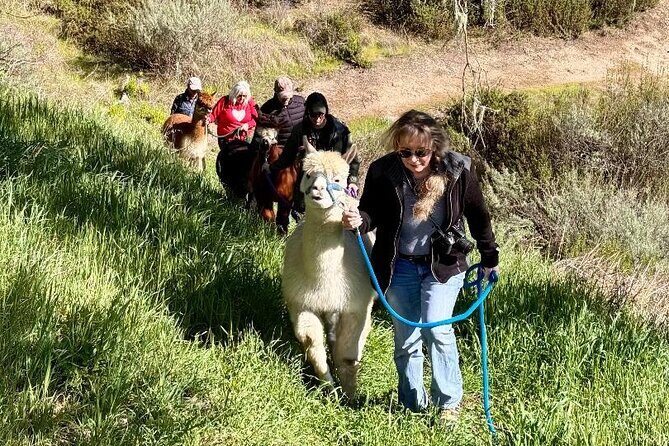 Alpaca Walking Adventure in Scenic Carmel Valley - Meeting at DJango Hill Farm