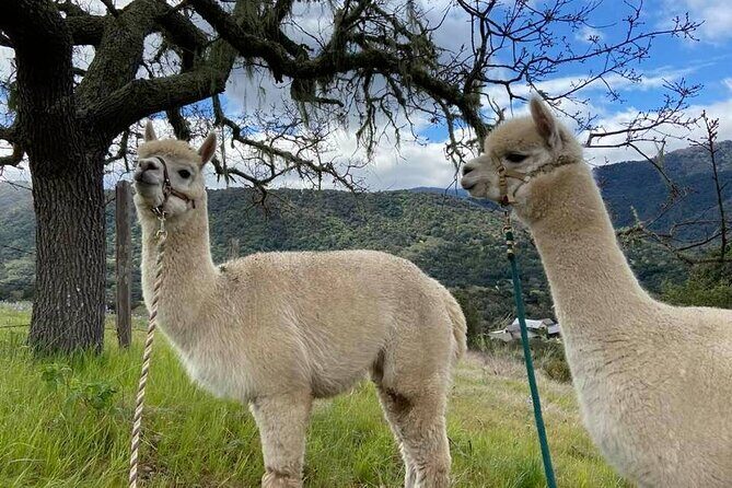 Alpaca Walking Adventure in Scenic Carmel Valley - Midway Stop: Close Encounters