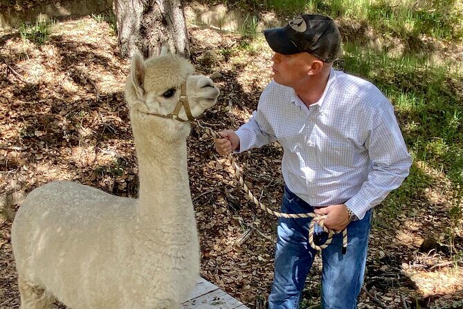 Alpaca Walking Adventure in Scenic Carmel Valley - Pricing and Booking