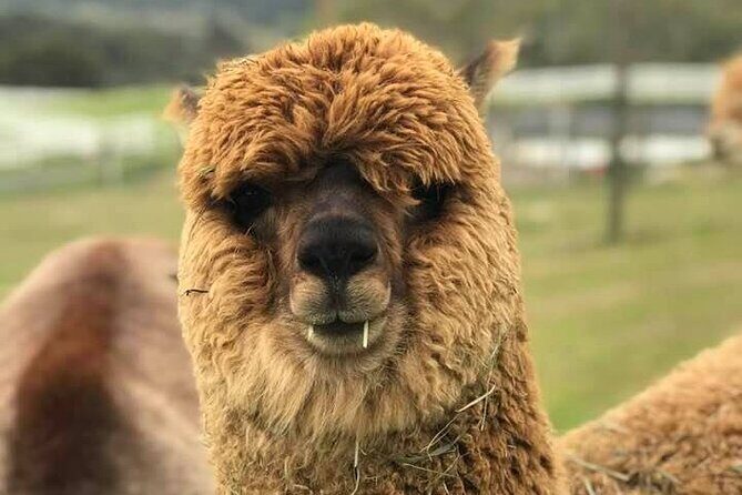 Alpaca Walking Adventure in Scenic Carmel Valley - Accessibility and Suitability