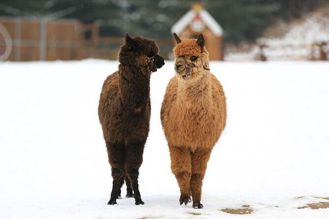 Alpaca World and Nami Island with Gangchon Rail Bike Tour - Detailed Breakdown of the Itinerary