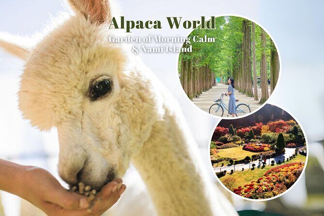 Alpaca World & Nami Island & Garden of Morning Calm One Day Tour - An In-depth Look at the Tour Itinerary