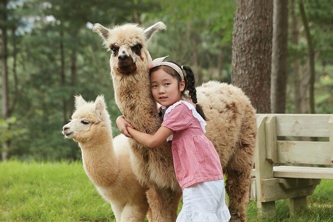 Alpaca World, Railbike and Vivaldi Park Experiences from Seoul - Final Thoughts