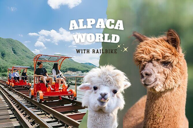 Alpaca World with Gangchon Rail Park One Day Tour - Key Points