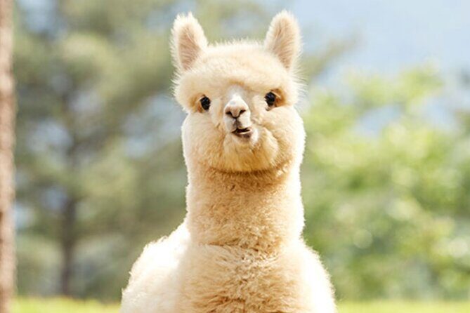 Alpaca World with Gangchon Rail Park One Day Tour - Frequently Asked Questions
