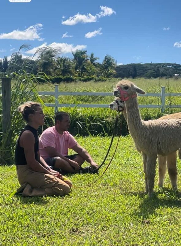 Alpacas Farm Tour on the Road to Hana - Key Points