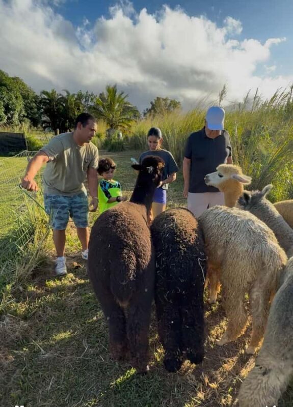 Alpacas Farm Tour on the Road to Hana - Who Should Consider This Tour?
