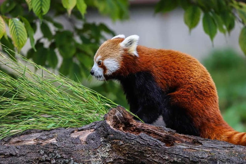 Alphen aan den Rijn: Avifauna Bird Park Entry Ticket - Frequently Asked Questions (FAQs)